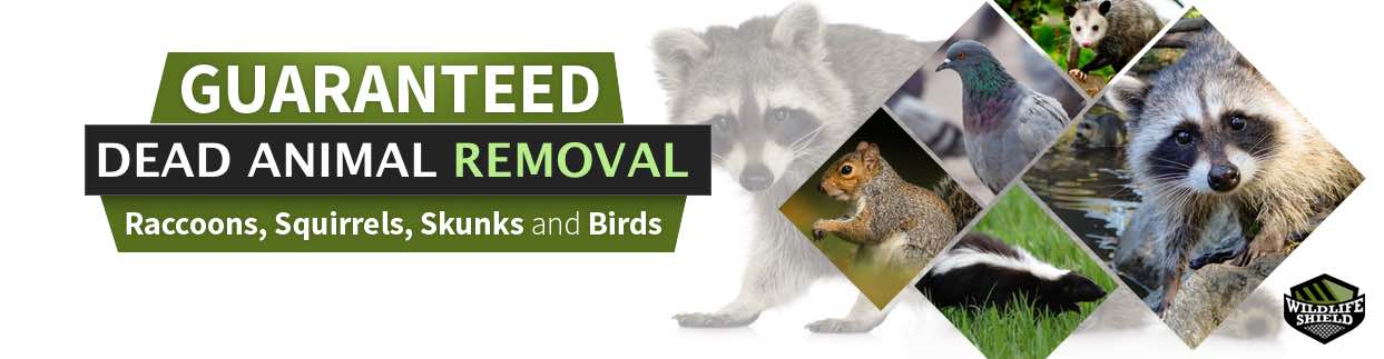 Dead Animal Removal Mississauga